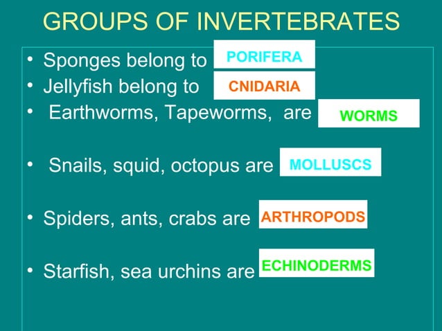 Ppt1 invertebrates | PPT