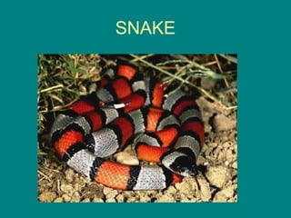 Ppt1 invertebrates | PPT