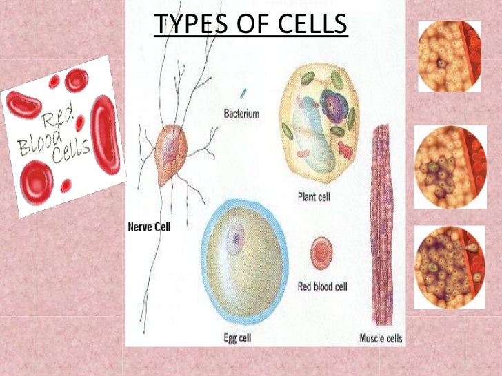 Cells