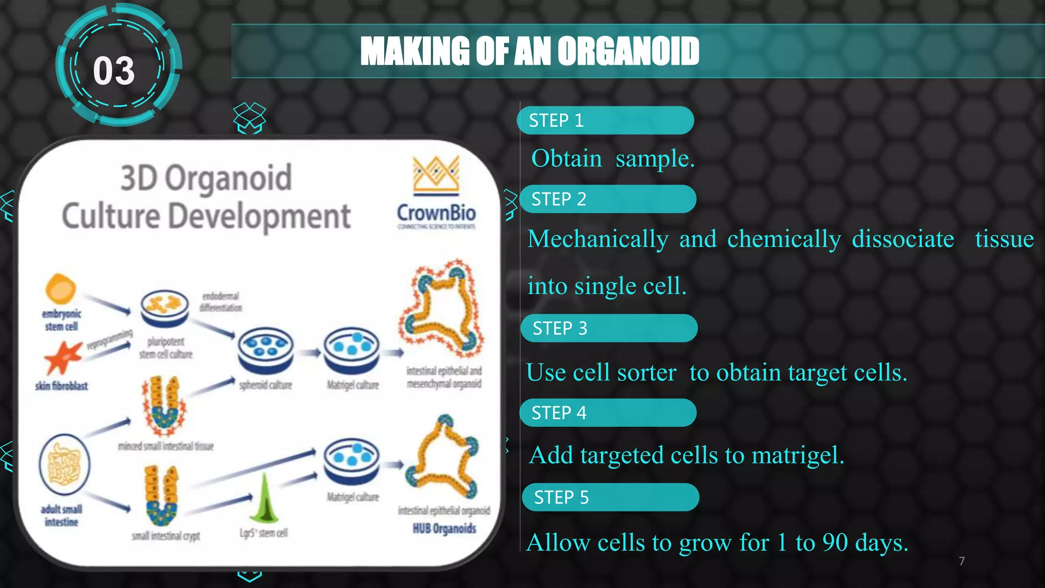 Human Organoids | PPTX