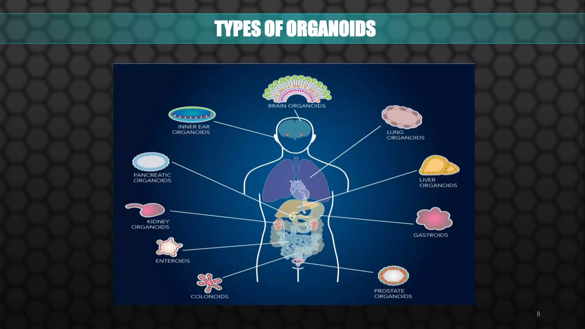 Human Organoids | PPTX