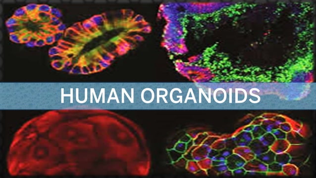 Human Organoids | PPTX | Biological Sciences | Science