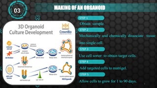 Human Organoids | PPTX
