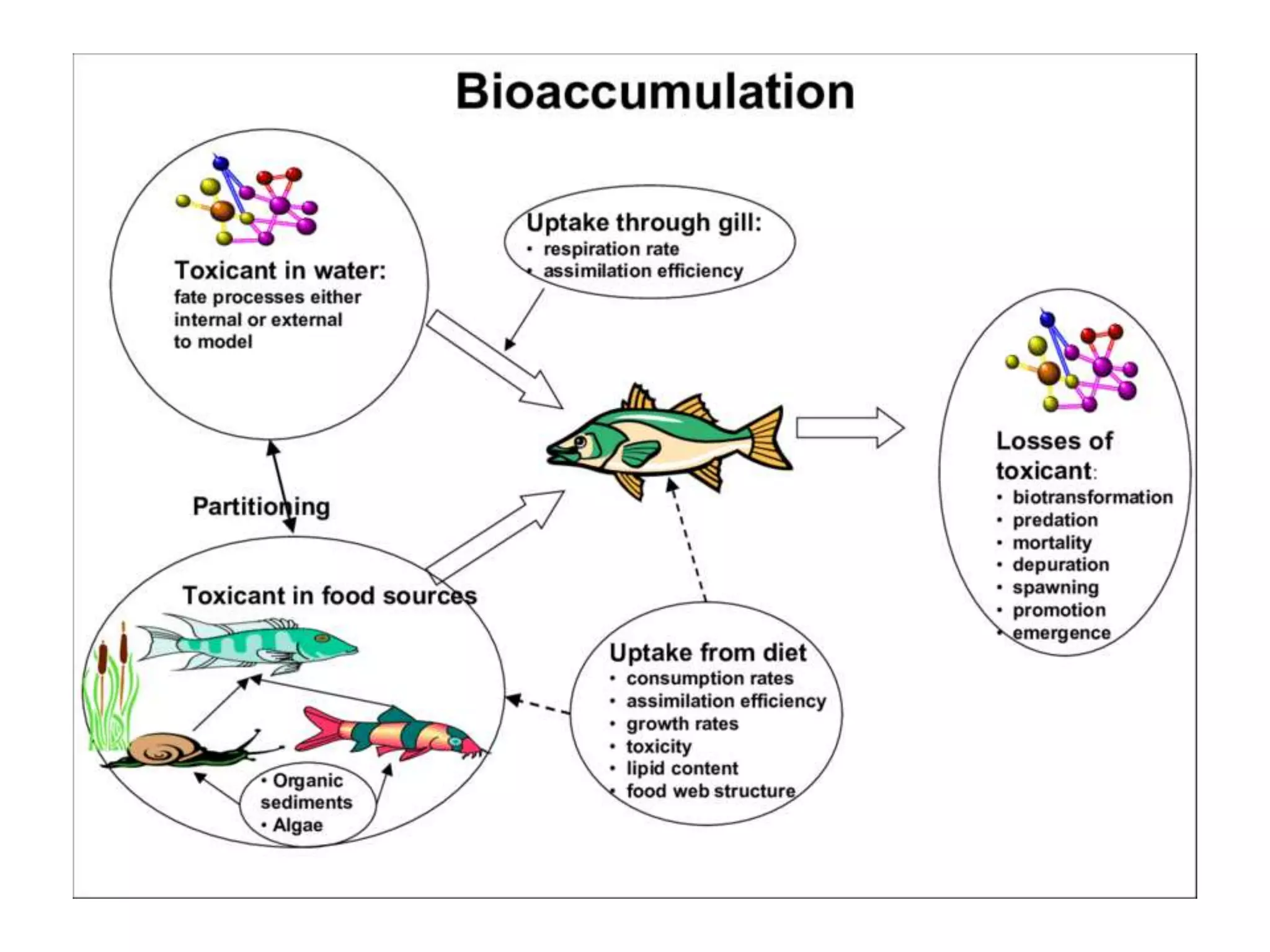 PPT2.4 Biomagnification.ppt