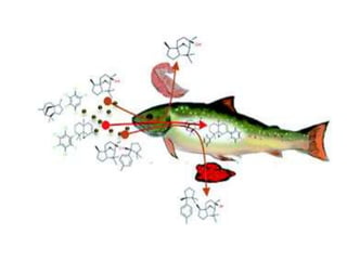 PPT2.4 Biomagnification.ppt