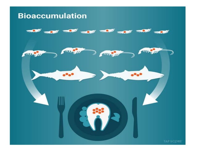 PPT2.4 Biomagnification.ppt