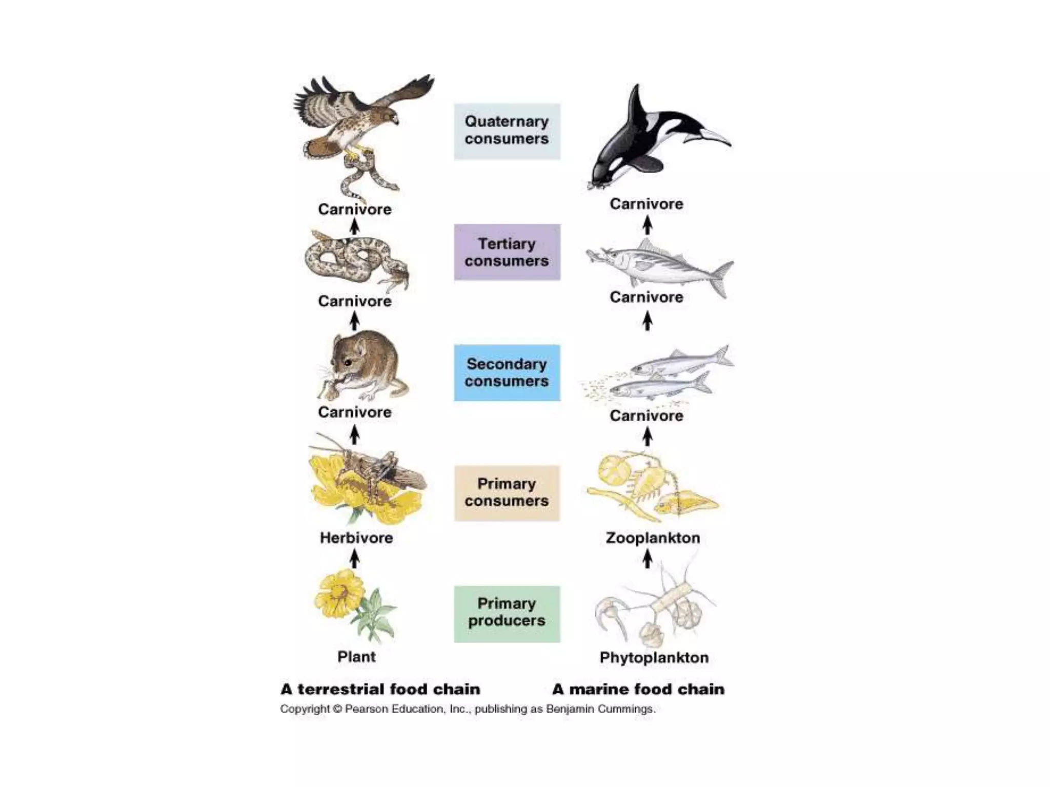 PPT2.3 Food chains food web.ppt