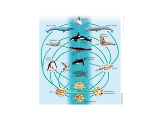 PPT2.3 Food chains food web.ppt