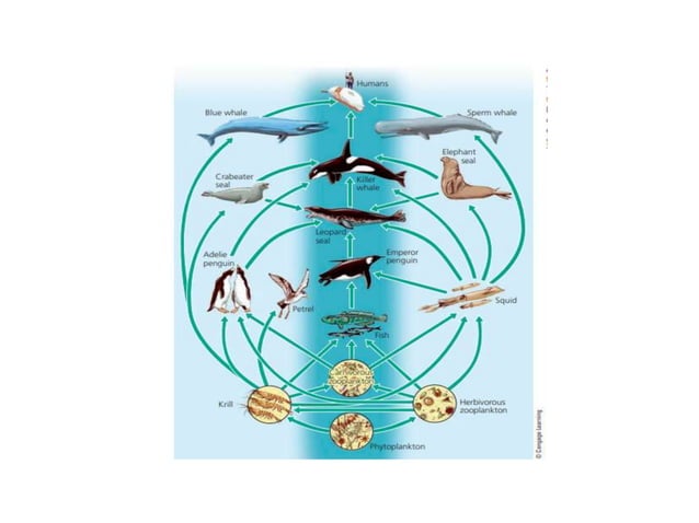 PPT2.3 Food chains food web.ppt
