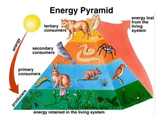 PPT2.3 Food chains food web.ppt