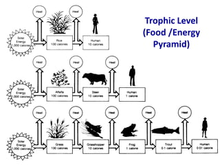 PPT2.3 Food chains food web.ppt