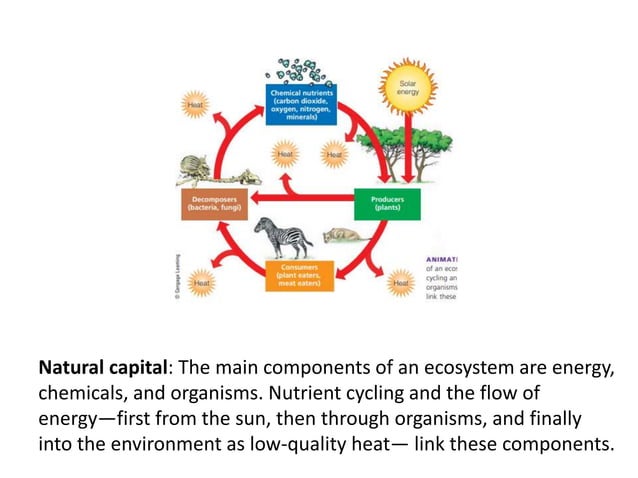 PPT2.3 Food chains food web.ppt