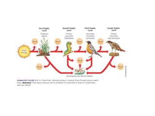 PPT2.3 Food chains food web.ppt