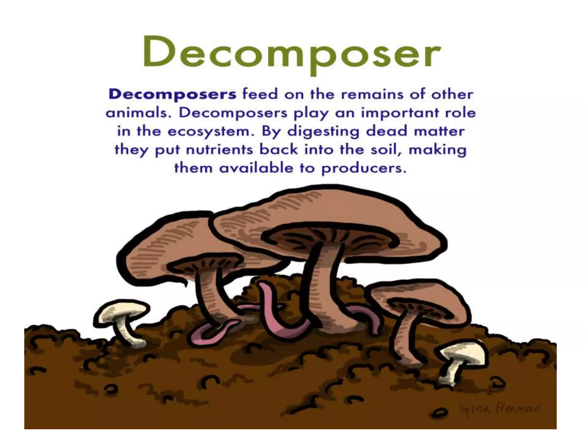 PPT2.2 Producers, consumers and decomposers.pptx