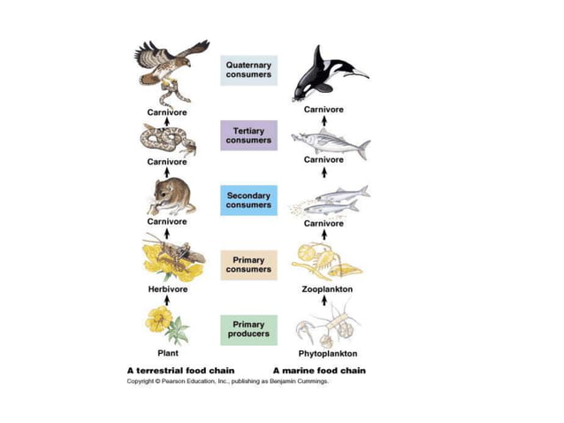 PPT2.2 Producers, consumers and decomposers.pptx | Vegetarian Diets ...
