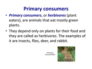 PPT2.2 Producers, consumers and decomposers.pptx