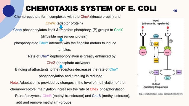 Bacterial chemotaxis and application by md saqlain umar.pptx ...