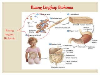 molekul makhluk hidup bagian 2 mata kuliah biokimia | PPT