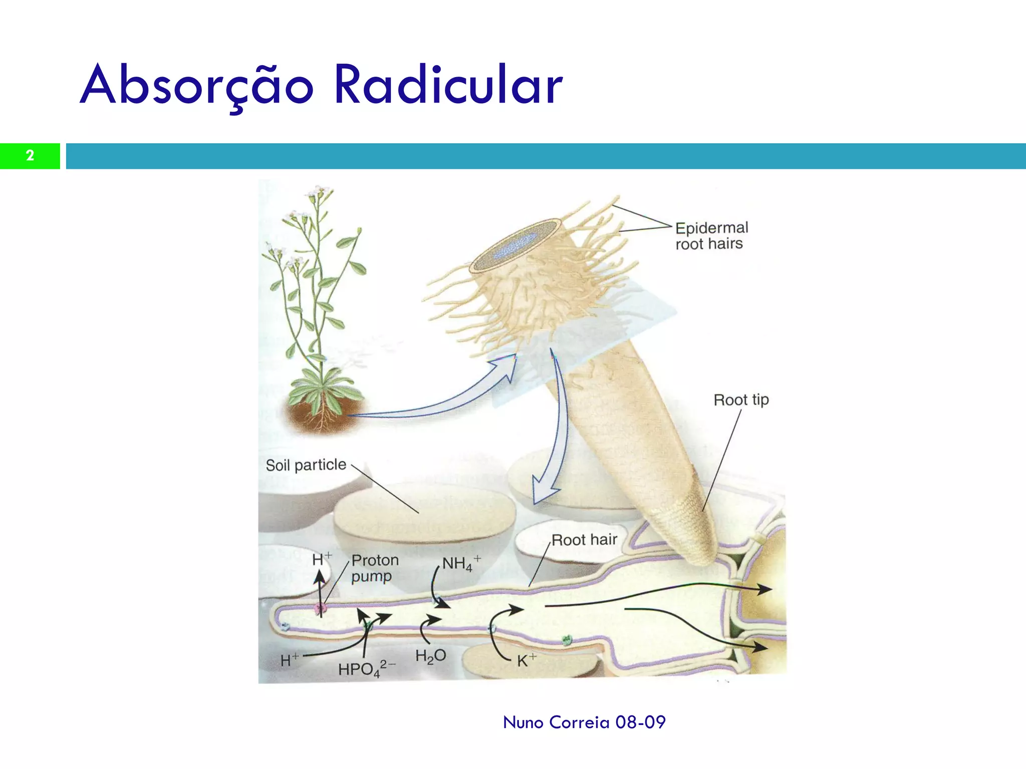 Ppt2 AbsorçãO Radicular | PPT