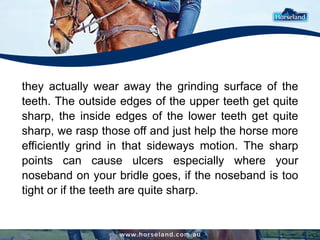 Equine Dentistry: Equine Teeth Cleaning with Equine Dentist Mark ...