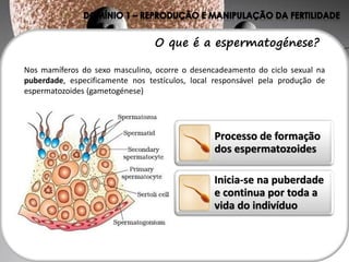 PPT2 - Espermatogénese.pdf/ biologia decimo segundo ano | PDF