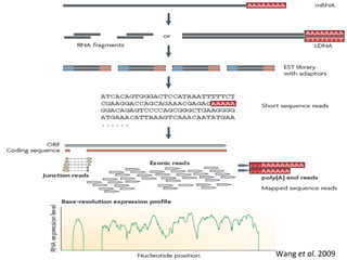 PROKARYOTIC TRANSCRIPTOMICS AND METAGENOMICS | PPT