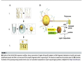 PROKARYOTIC TRANSCRIPTOMICS AND METAGENOMICS | PPT