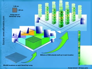 PROKARYOTIC TRANSCRIPTOMICS AND METAGENOMICS | PPT