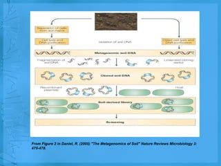 PROKARYOTIC TRANSCRIPTOMICS AND METAGENOMICS | PPT