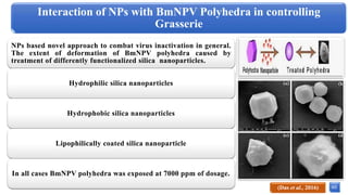 Nanotechnology and its Applications in Agriculture | PPTX