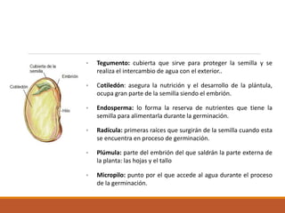 ppt_2024_legumbres_y_pseudocerealesh.pdf