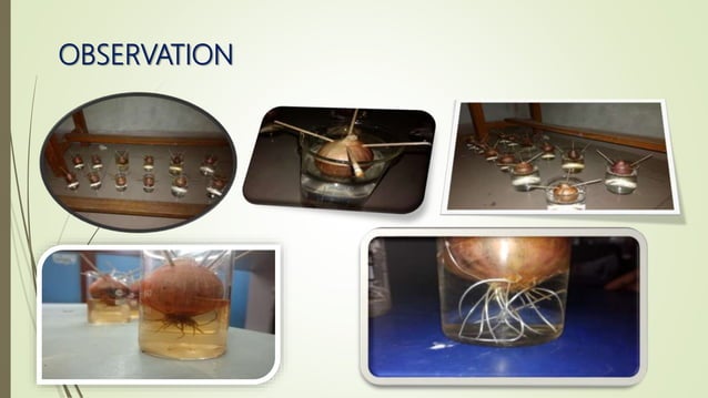 ALLIUM CEPA ROOT CHROMOSOMAL ABERRATION ASSAY: AN EFFICIENT TEST FOR ...