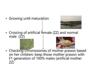 PPT_28 Male monosex freshwater prawn _EN.pptx
