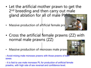 PPT_28 Male monosex freshwater prawn _EN.pptx