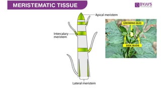 PPT 2A-ADDITIONAL NOTES ON PLANT ORGANS PART 1.pptx