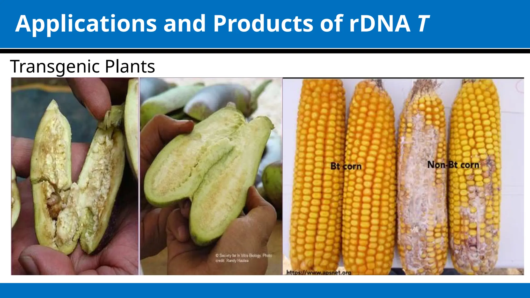 PPT2 Applications of rDNA gen bio2..pptx