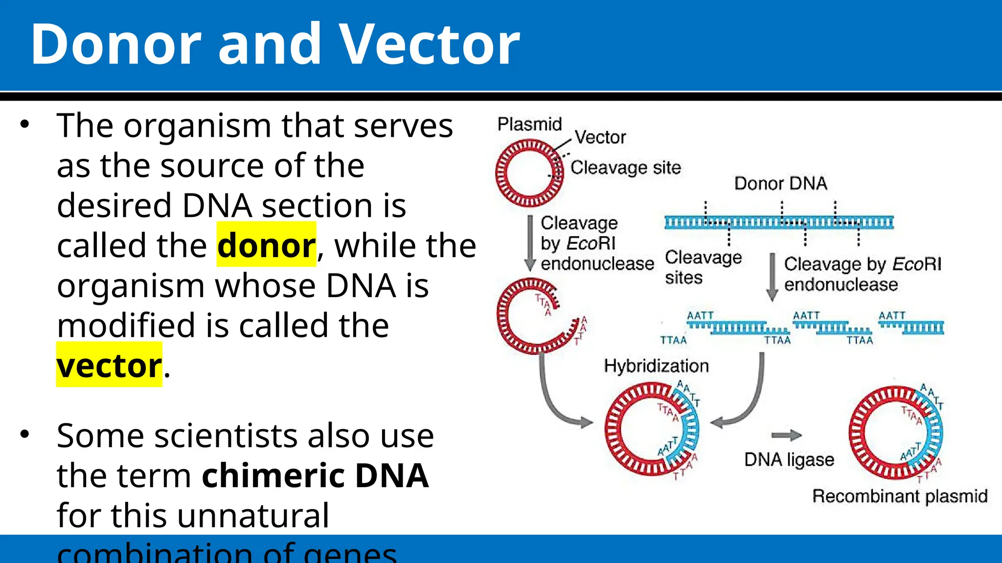 PPT2 Applications of rDNA gen bio2..pptx