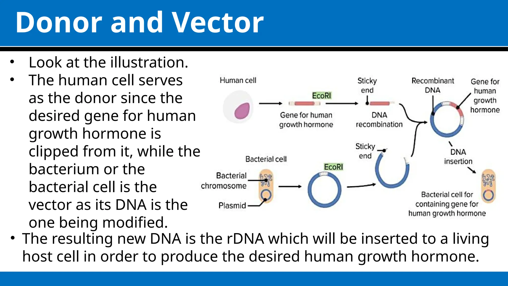 PPT2 Applications of rDNA gen bio2..pptx
