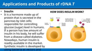 PPT2 Applications of rDNA gen bio2..pptx