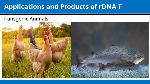 PPT2 Applications of rDNA gen bio2..pptx