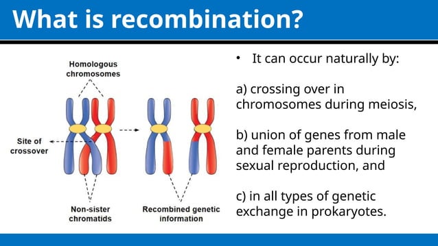 PPT2 Applications of rDNA gen bio2..pptx