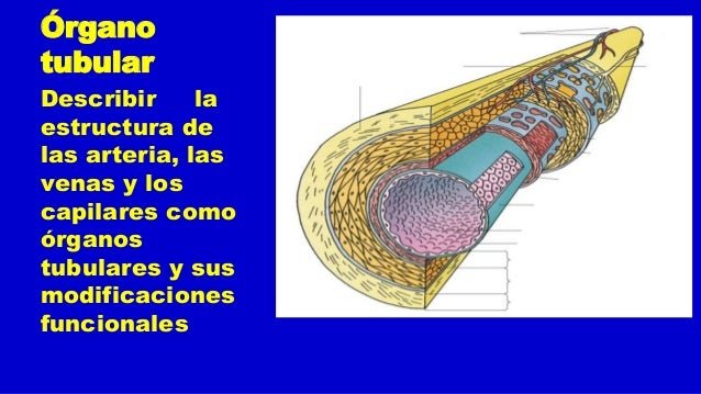 Ppt 2 cardiovascular cp 2 histologia ii