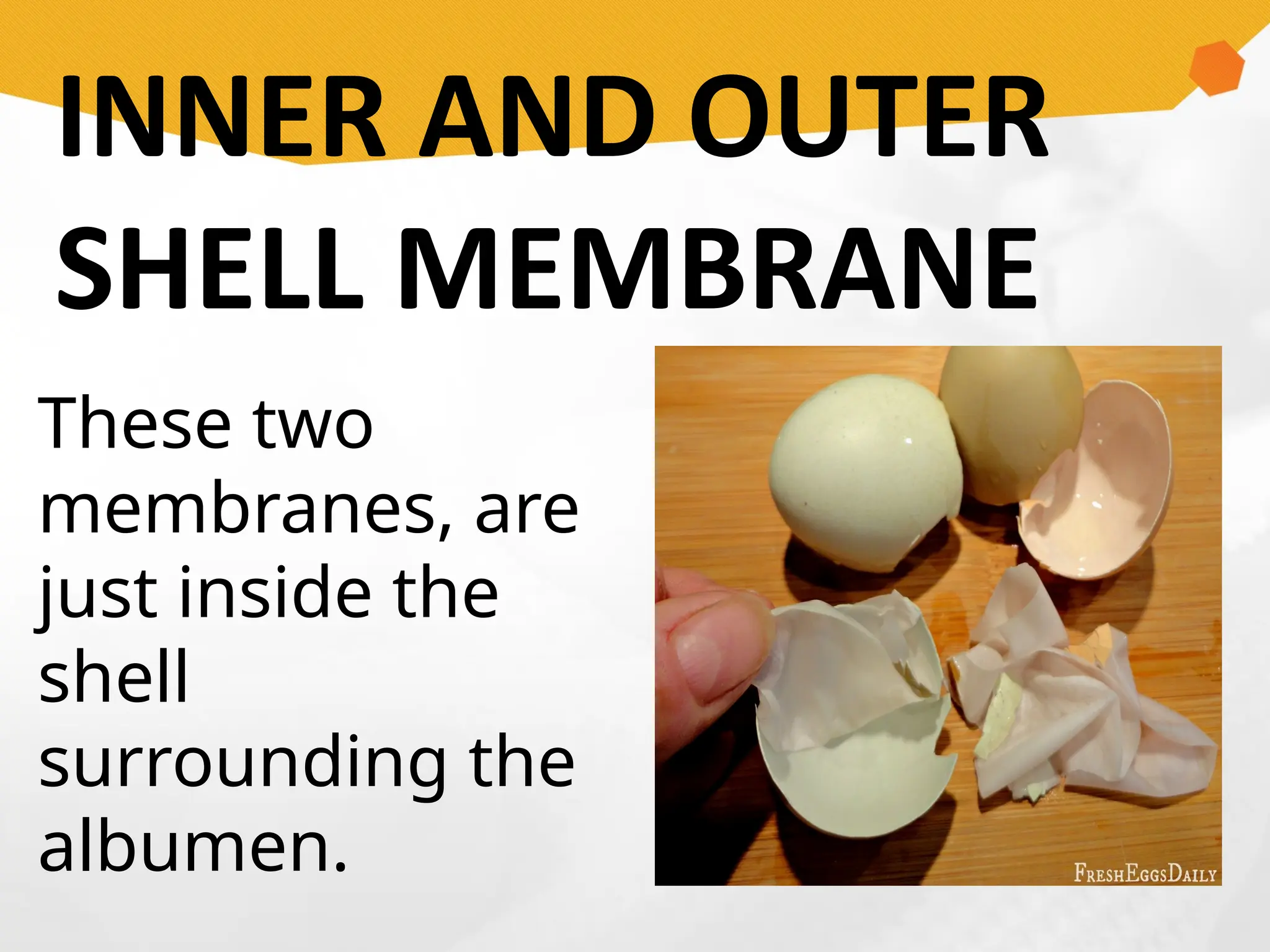 PPT Lesson 2 tle 10 Egg Structure.pptx