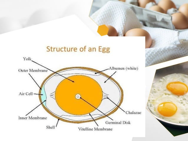 PPT Lesson 2 tle 10 Egg Structure.pptx | Chemistry | Science