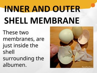 PPT Lesson 2 tle 10 Egg Structure.pptx | Chemistry | Science