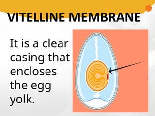 PPT Lesson 2 tle 10 Egg Structure.pptx