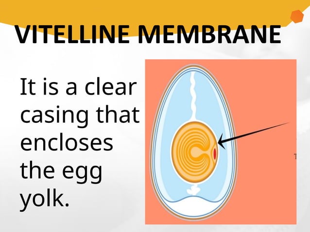 PPT Lesson 2 tle 10 Egg Structure.pptx | Chemistry | Science