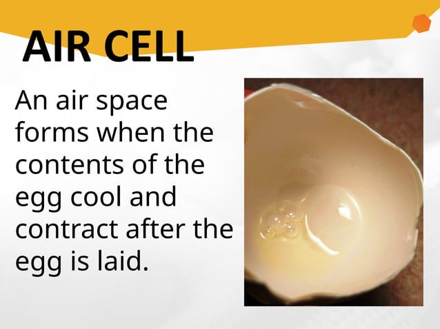 PPT Lesson 2 tle 10 Egg Structure.pptx | Chemistry | Science