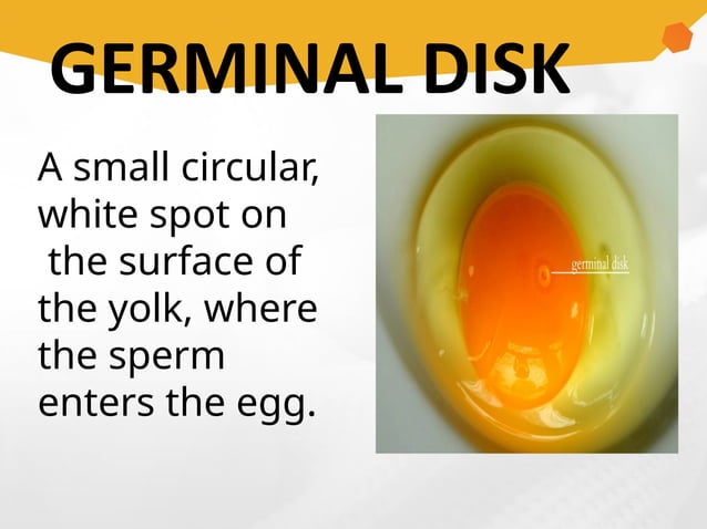 PPT Lesson 2 tle 10 Egg Structure.pptx | Chemistry | Science
