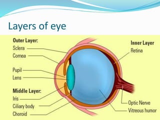 anatomy of eye and its medicolegal importance | PPTX